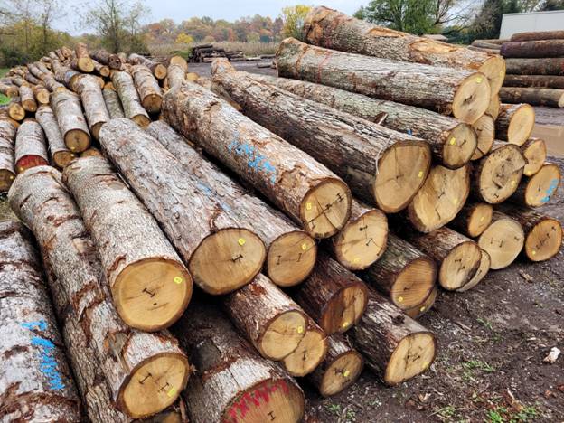 White Oak Logs
